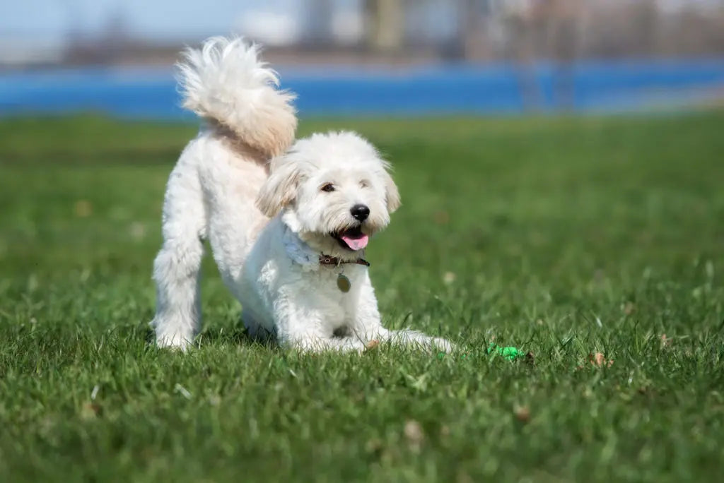 Ultimate Dog Safety Tips for Canadian Households – Welsdom Inc.