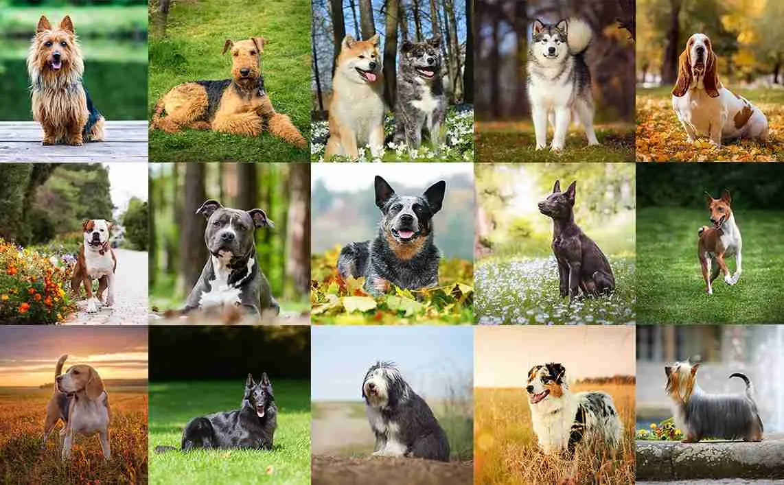 Understanding Popular Dog Breeds & Their Traits – Welsdom Inc.