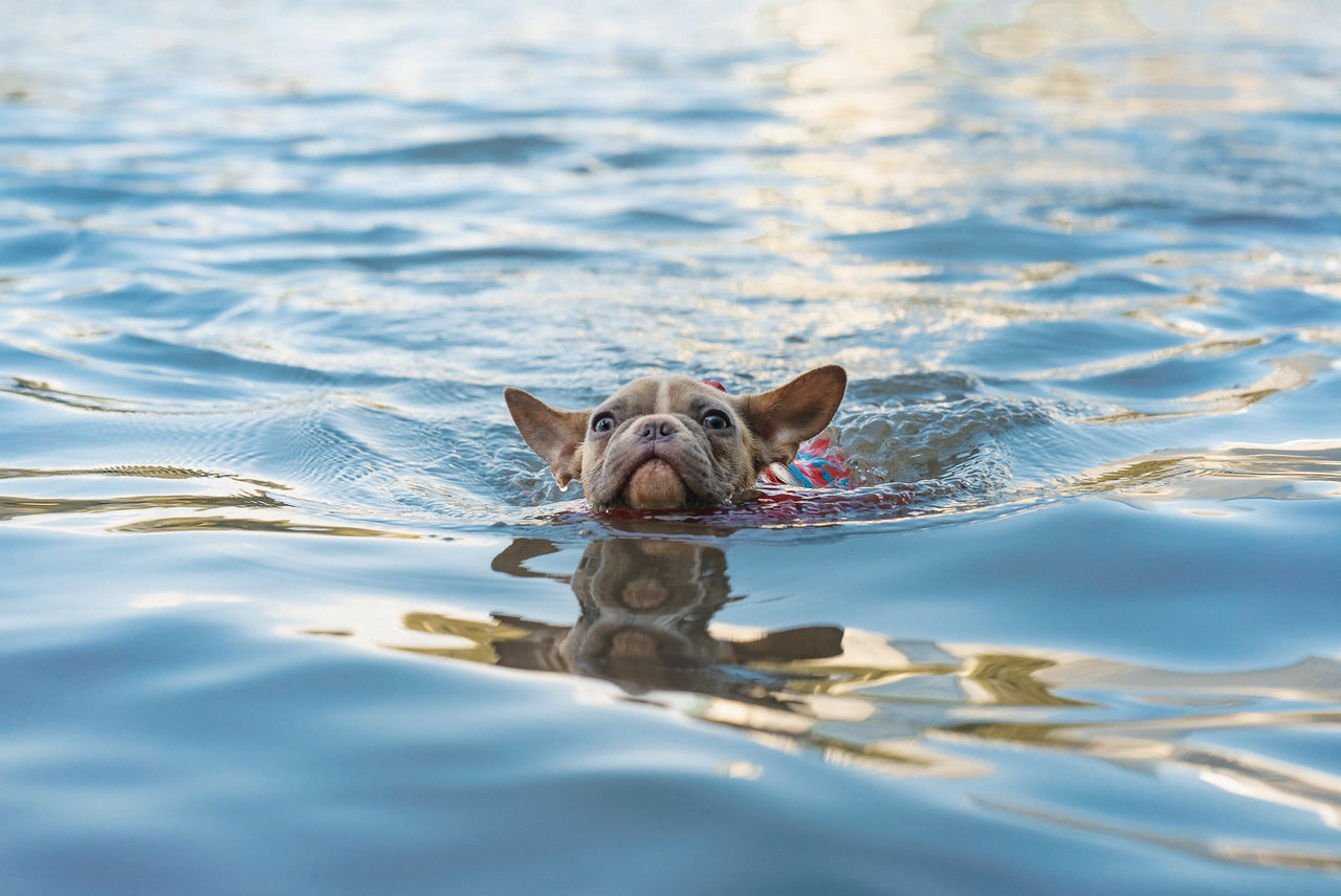 A Guide to Swimming and Water Safety for Pets – Welsdom Inc.